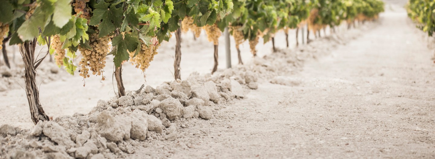 Natural Wine Movement Propelling New Method for Sherry Winemaking | Fortune