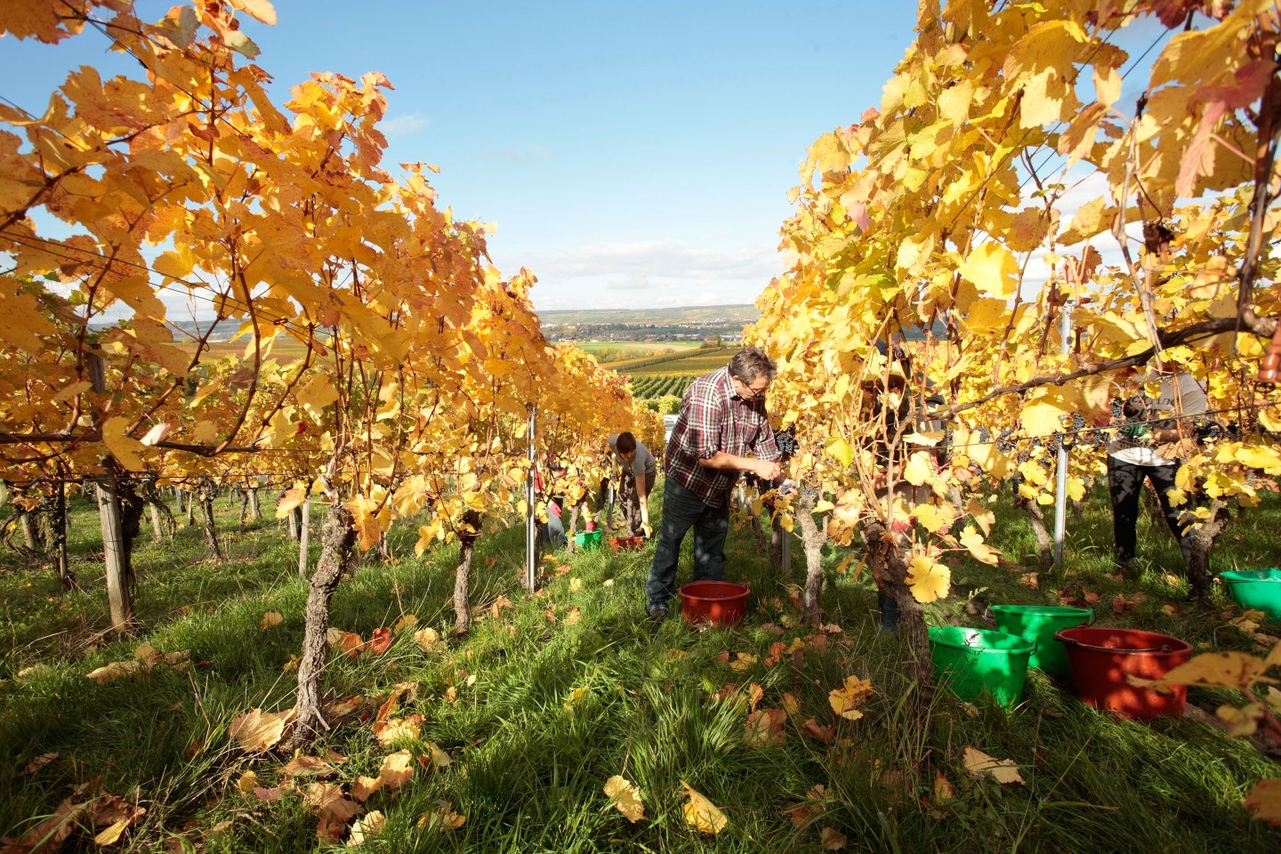 Germany Might Be Producing the Best Pinot Noirs Available Today | Fortune