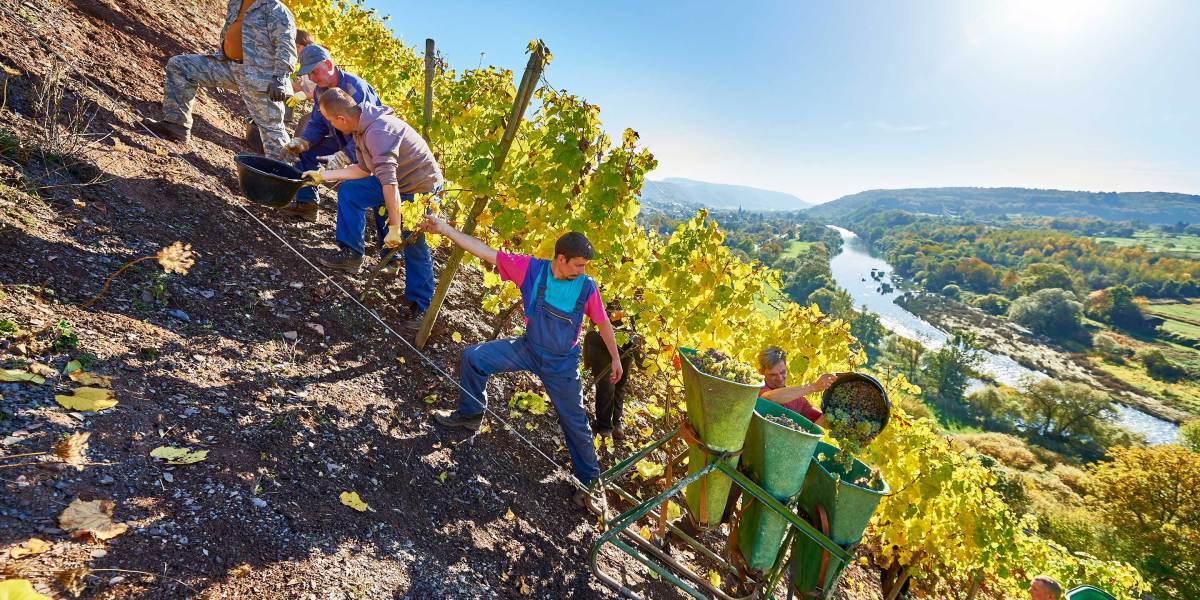 German Winemakers Are Hoping for a Revival With a Return to Drier Wines ...