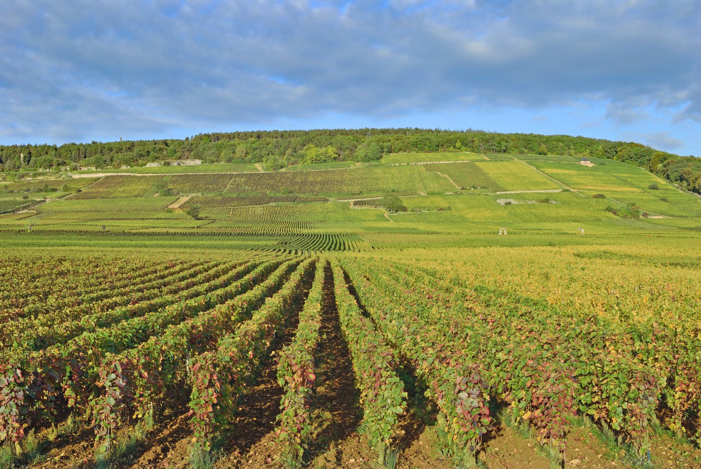 Women Winemakers Leading the Way in Chablis, France | Fortune