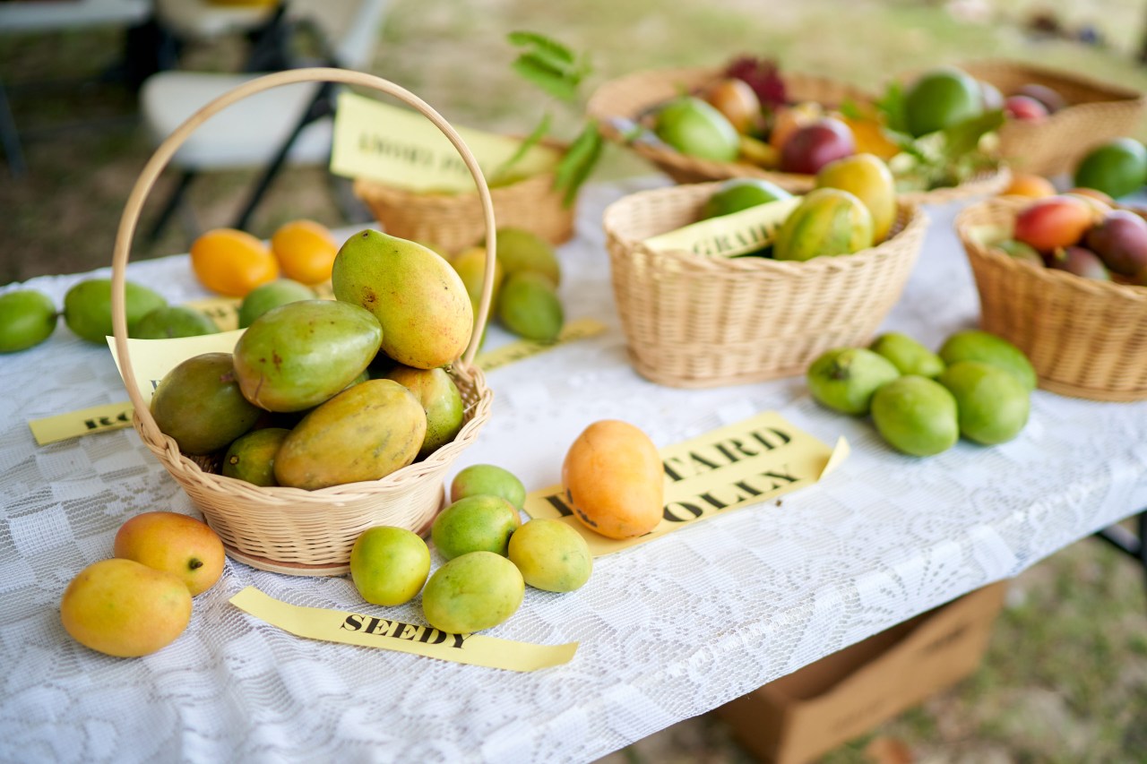 This Tiny Caribbean Island Grows 44 Kinds of Mangoes | Fortune