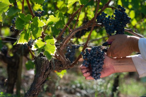 Can New Grapes Save the Wine Industry From Climate Change? | Fortune