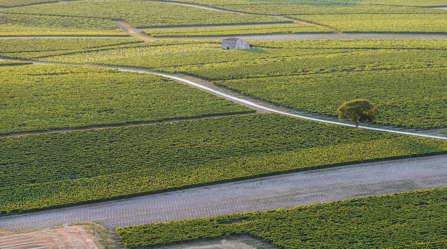 How the $3.6 Billion Cognac Industry Is Trying to Outrun Climate Change ...