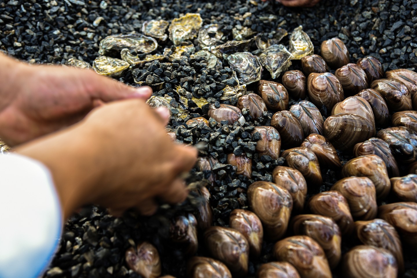 Charred Chocolate Clams: The Secrets of Baja California's Signature ...