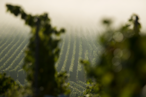 Dom Pérignon's Latest Harvest Looks Beyond Producing the Next Vintage ...