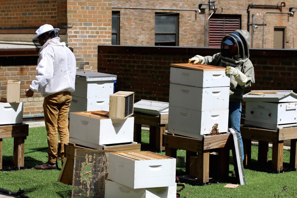 Hotels Like Marriott, Fairmont Working to Save the Bees with Rooftop ...