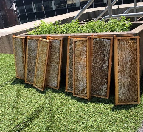Hotels Like Marriott, Fairmont Working to Save the Bees with Rooftop ...