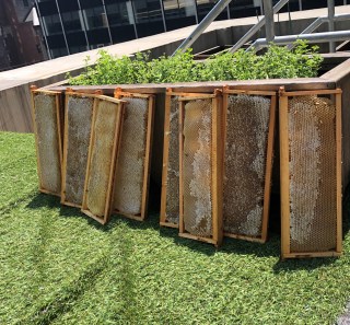 Hotels Like Marriott, Fairmont Working to Save the Bees with Rooftop ...