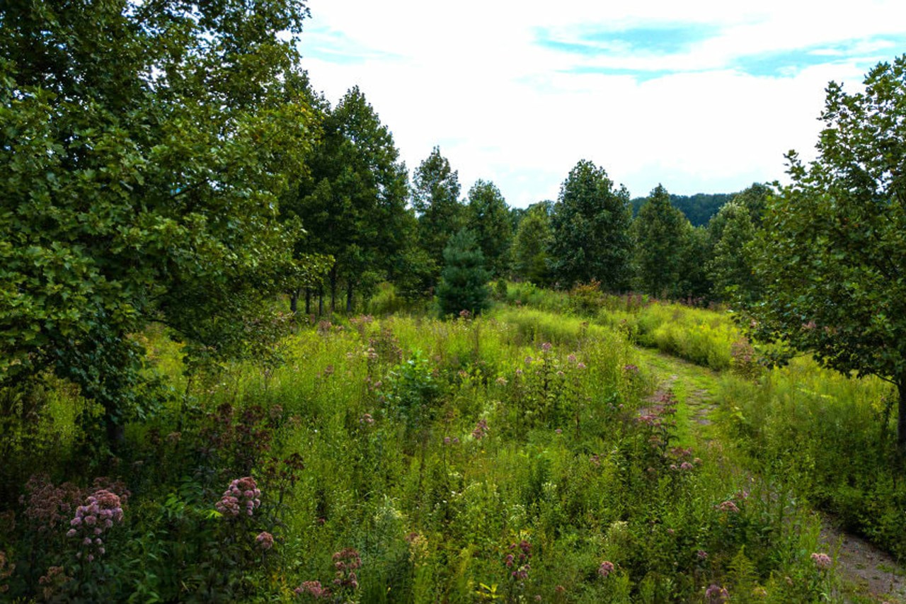 Green funerals: Eco-friendly advancements in body disposal are making ...
