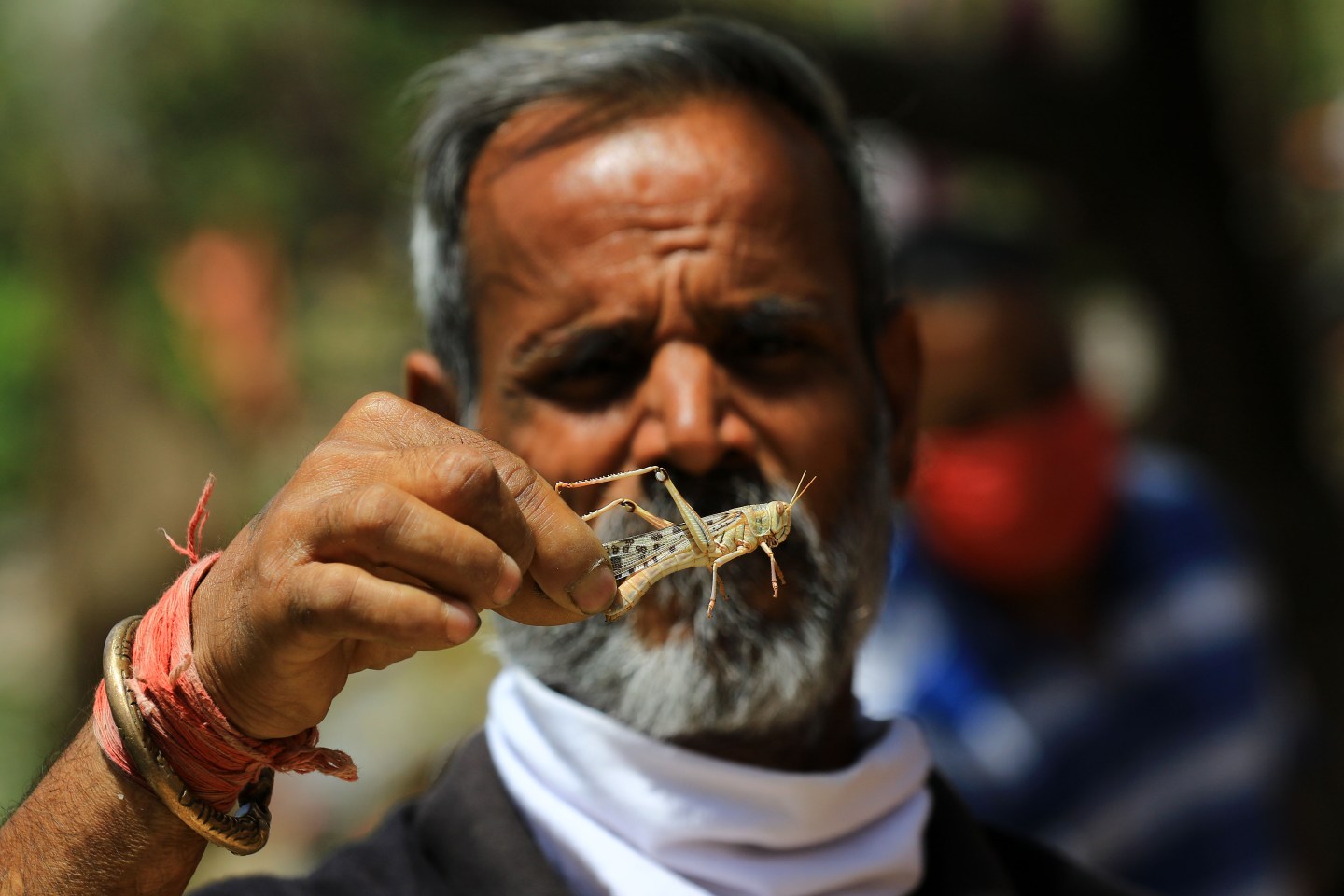 Here come the locusts—India prepares to do battle with crop-munching ...