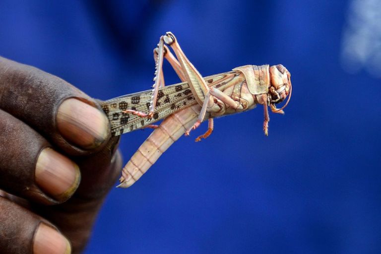 Locusts in India descend on biggest sugarcane region | Fortune