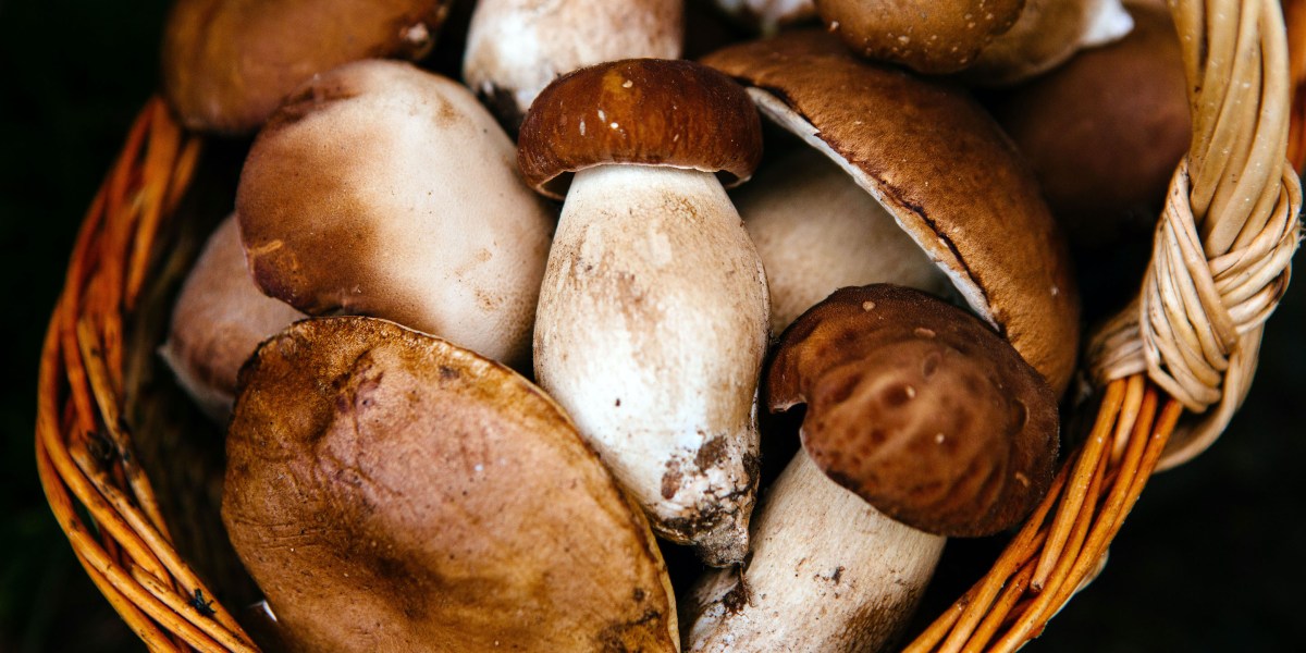 One startup is using mushrooms to replicate the taste and texture of ...