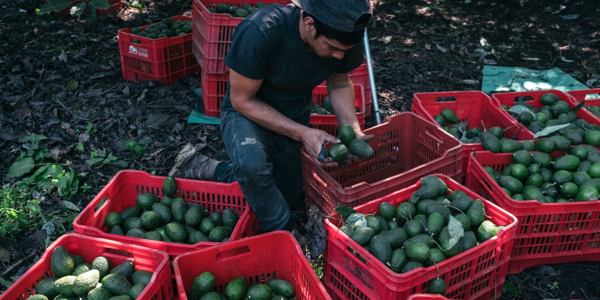 The avocado shortage is here, Mexico's president is upset, Chipotle ...