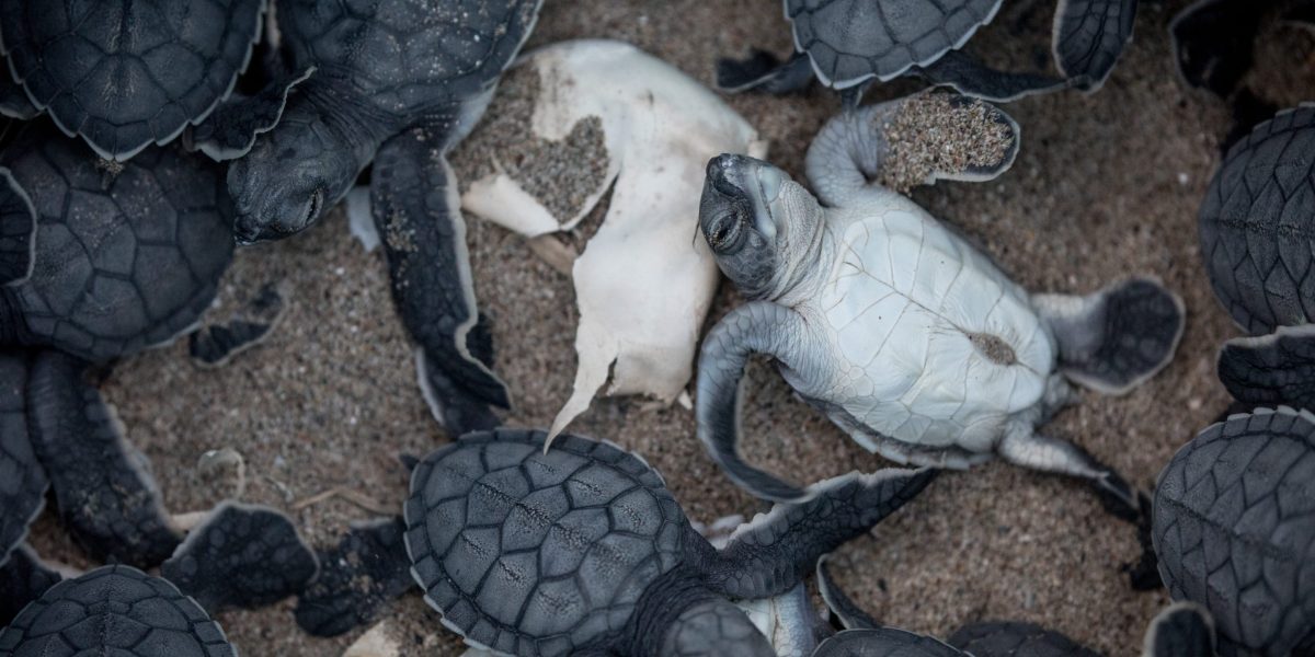 An injured tiny turtle defecated plastic for 6 days after being rescued ...