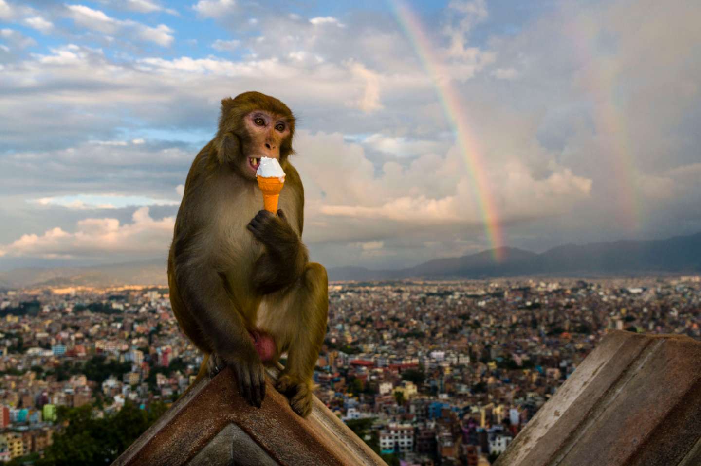 Monkeys could hold the key to a future vaccine for all COVID variants ...