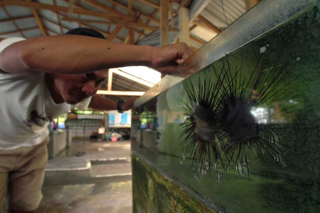 Murky world of aquarium trade includes cyanide fishing, coral reef ...