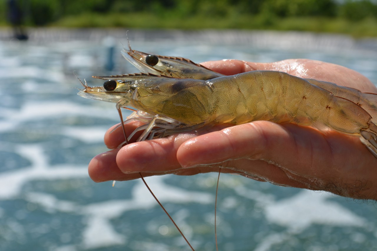 Dirty shrimp farms are punching a huge hole in the environment. A.I ...