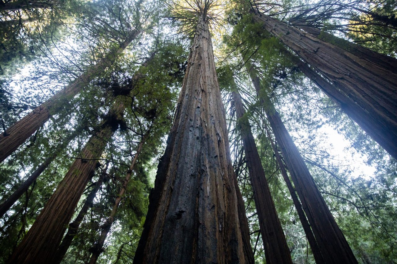 Pledges to plant trees are great news for the fight against climate ...