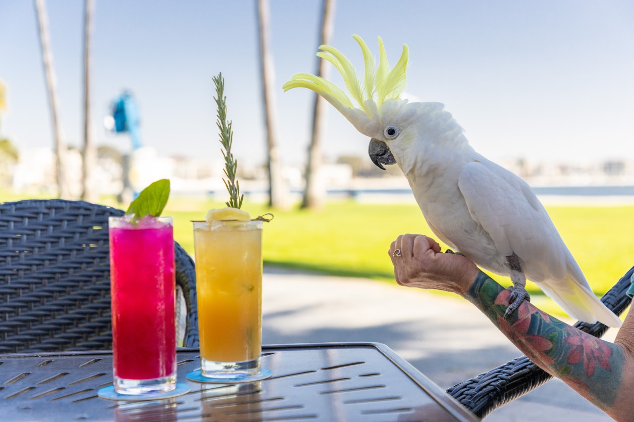 Career path of an exotic bird handler in California | Fortune