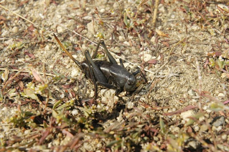 Nevada town fights 'biblical' cricket invasion | Fortune