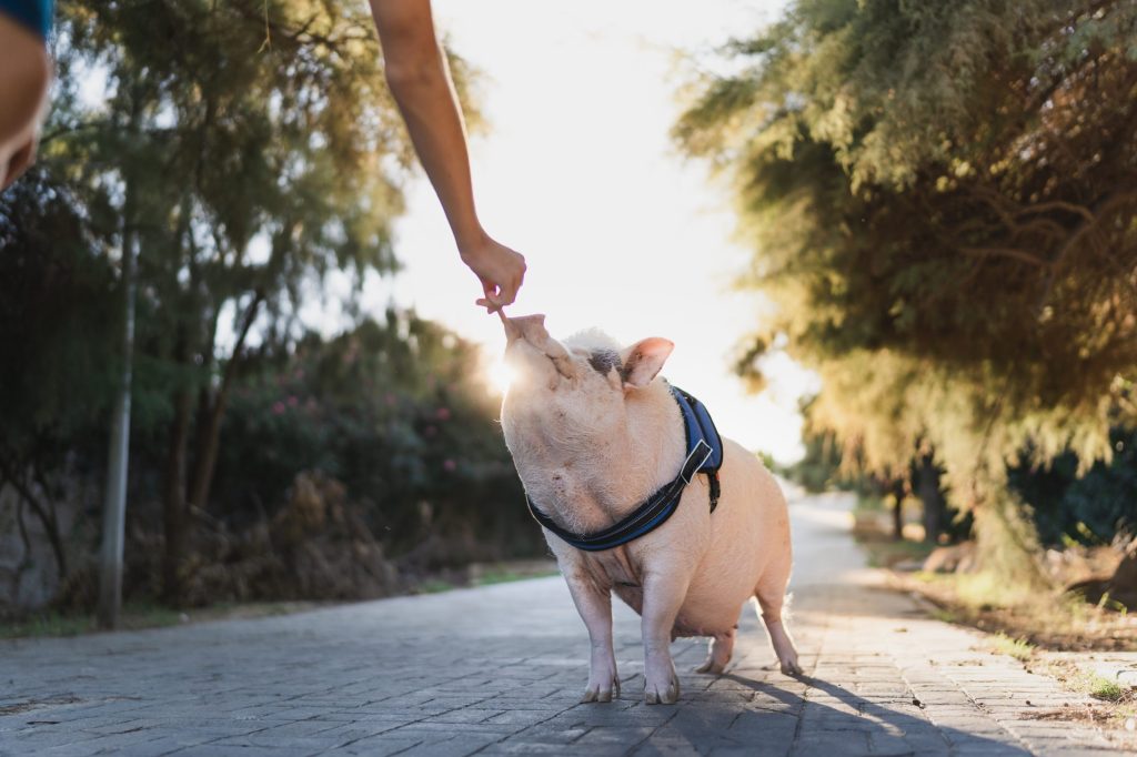 'Ghost heart' inventor on pig organ transplants with stem cells ...