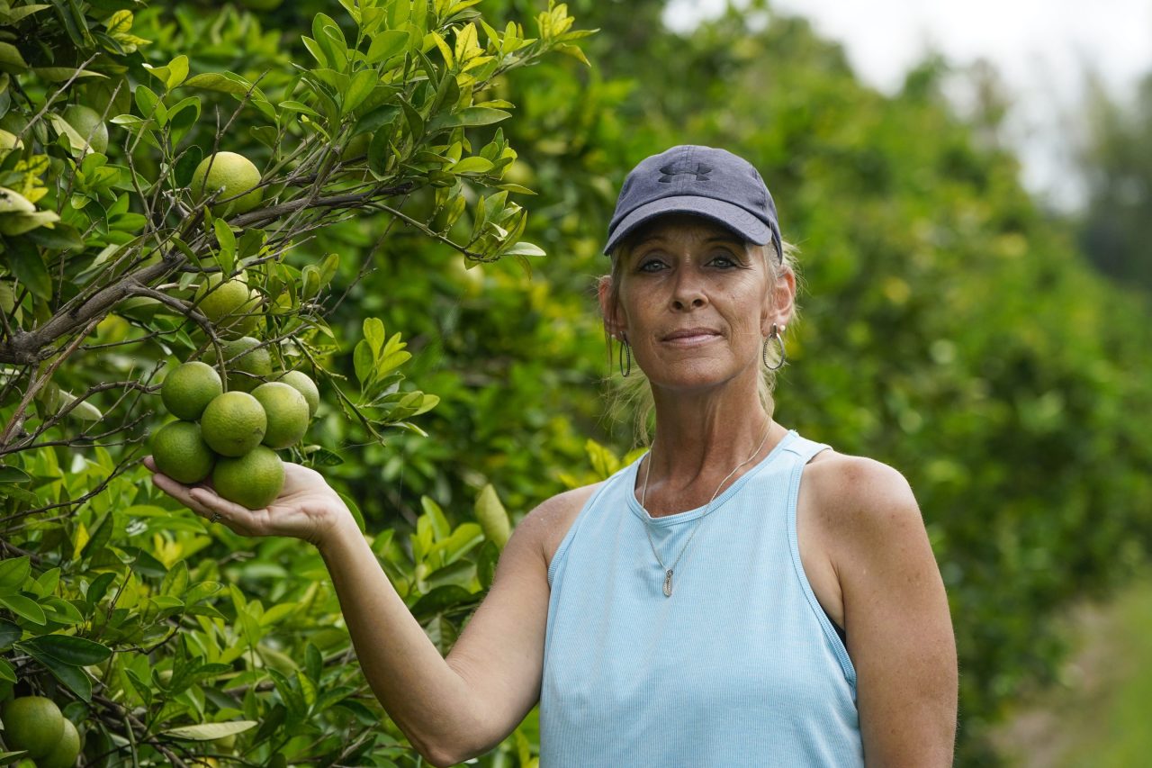 Saltwater invading Mississippi River imperils Louisiana citrus farms ...