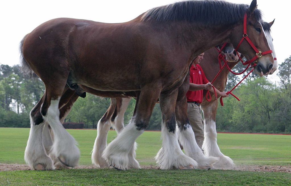 Budweiser will no longer shorten tails of its iconic Clydesdales | Fortune