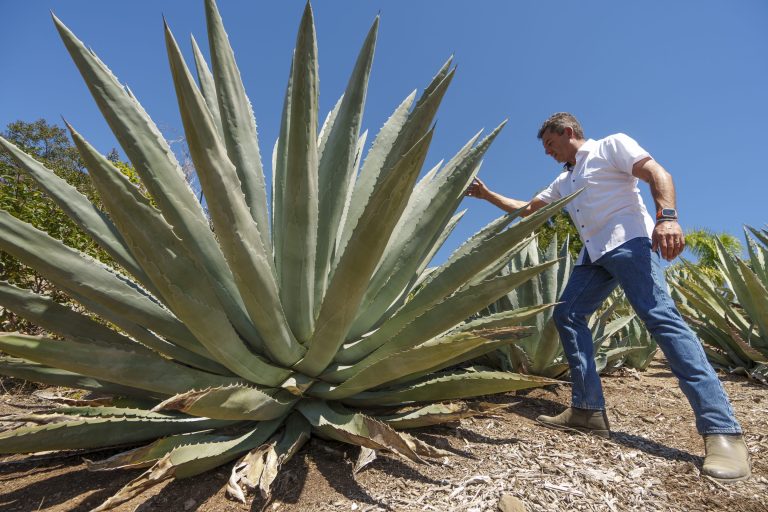 California distillers turn to agave—but they're not allowed to call it ...