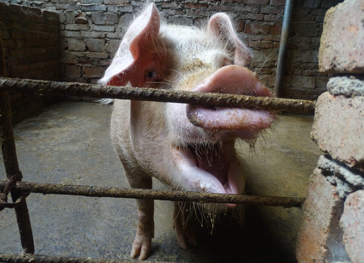 Swine flu A(H1N2)v: U.K. detected its first human case | Fortune Well