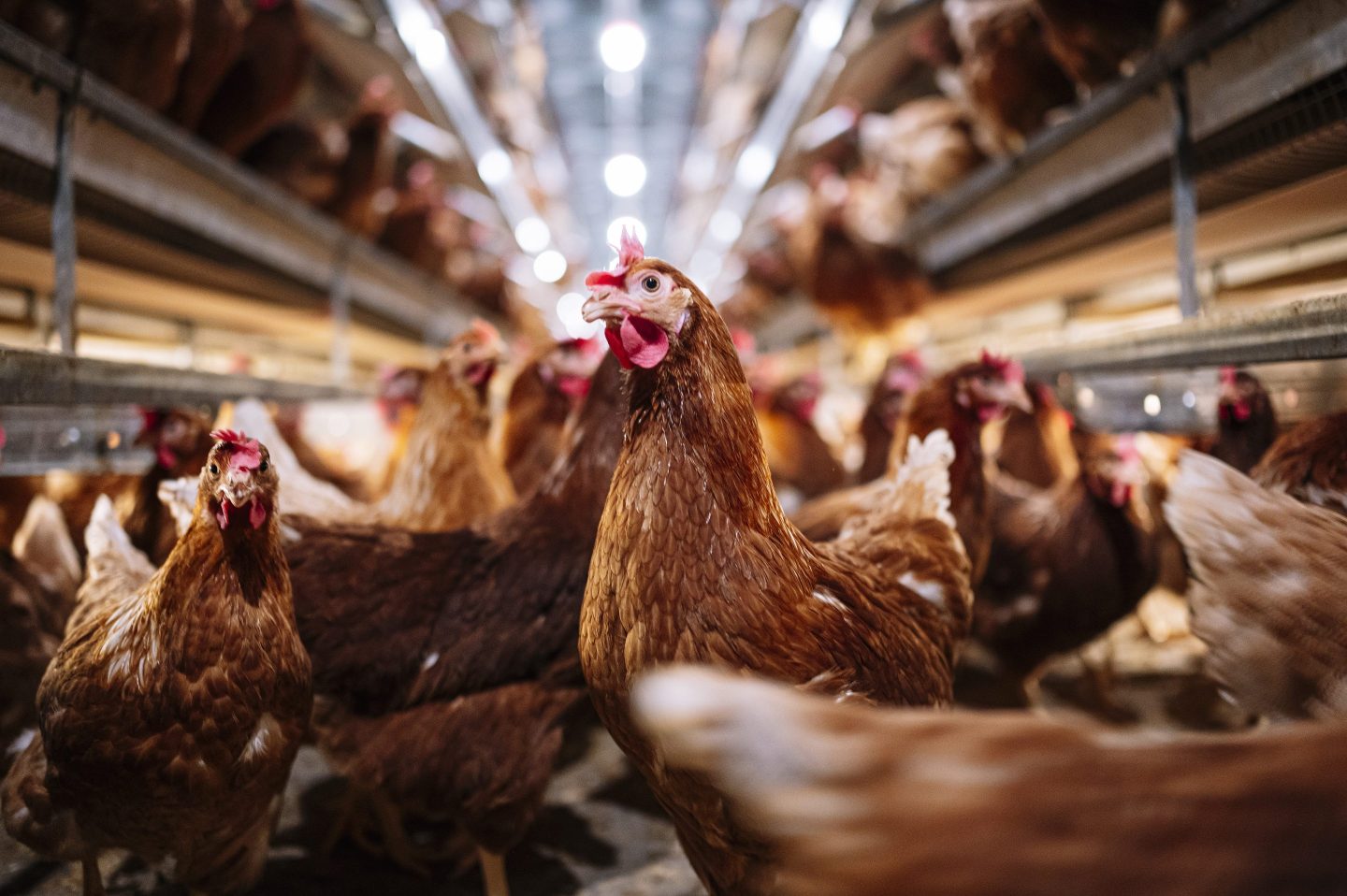 Bird flu strikes Ohio egg farm as it has to kill 1.35 million chickens ...