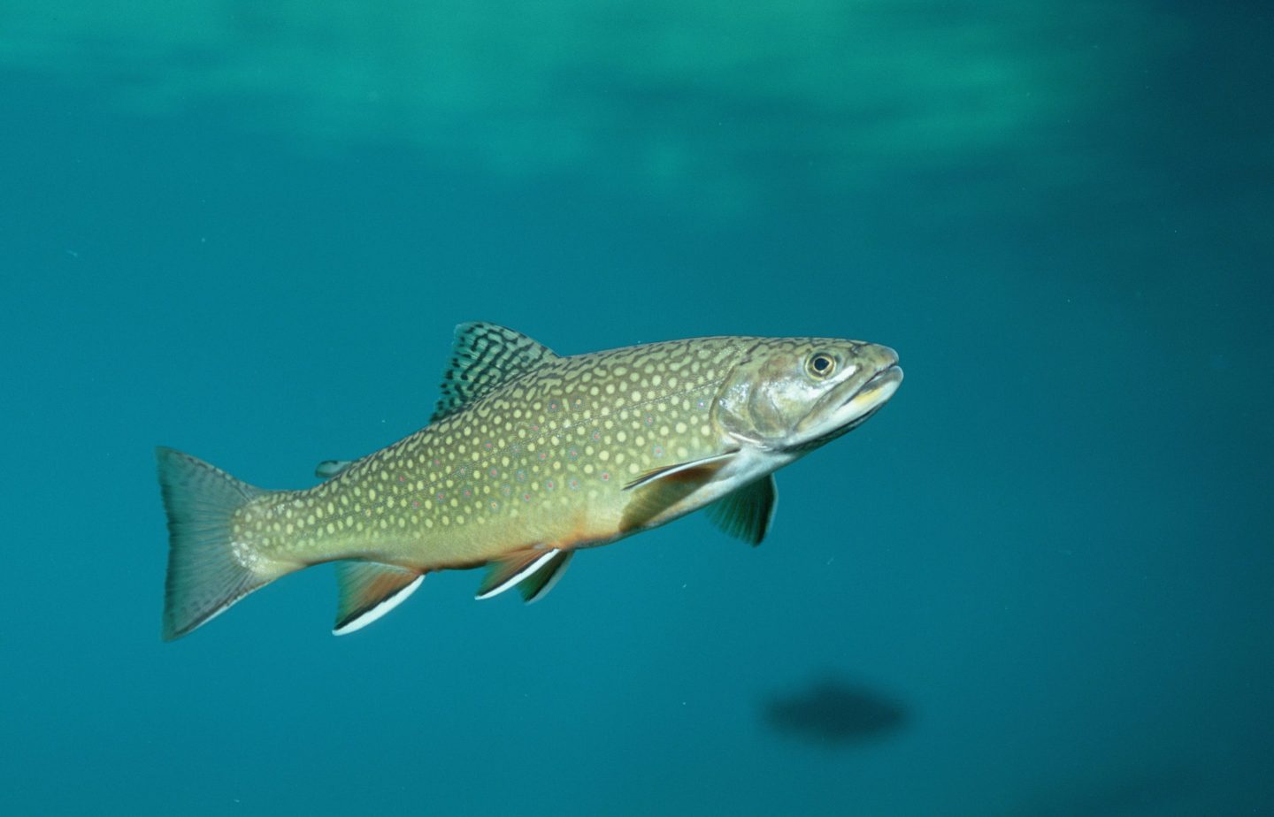 ‘Forever chemicals’ found in freshwater fish, yet most states don’t ...
