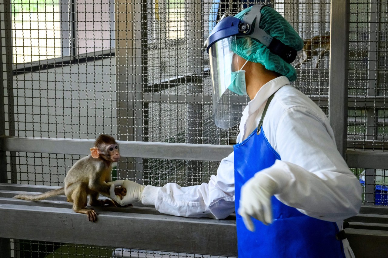 Big Pharma’s great lab monkey shortage: A crackdown on smuggling is ...