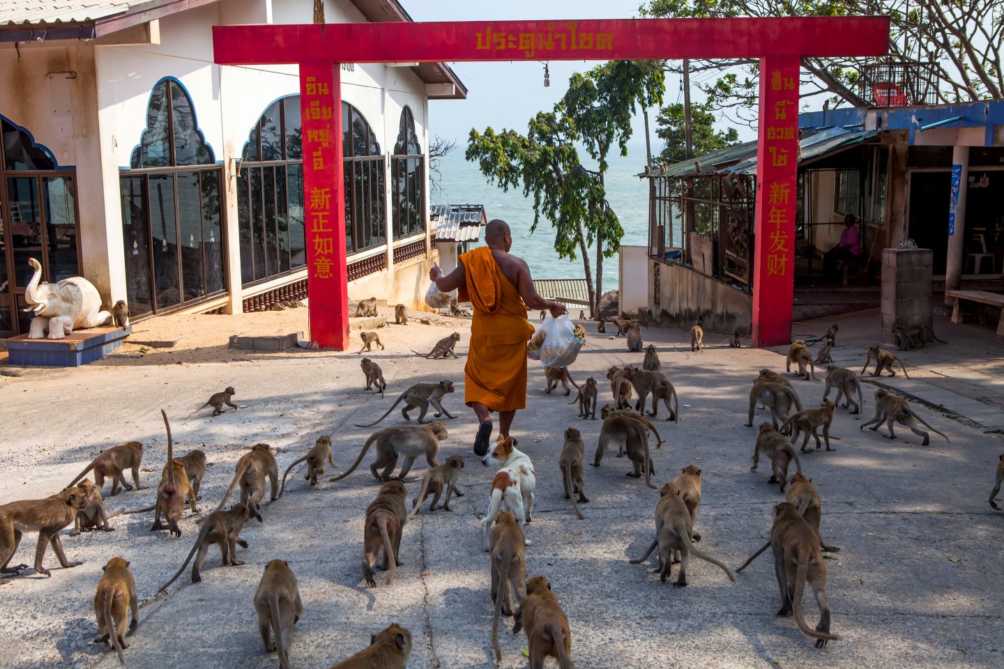 Is Big Pharma’s favorite lab monkey endangered? | Fortune